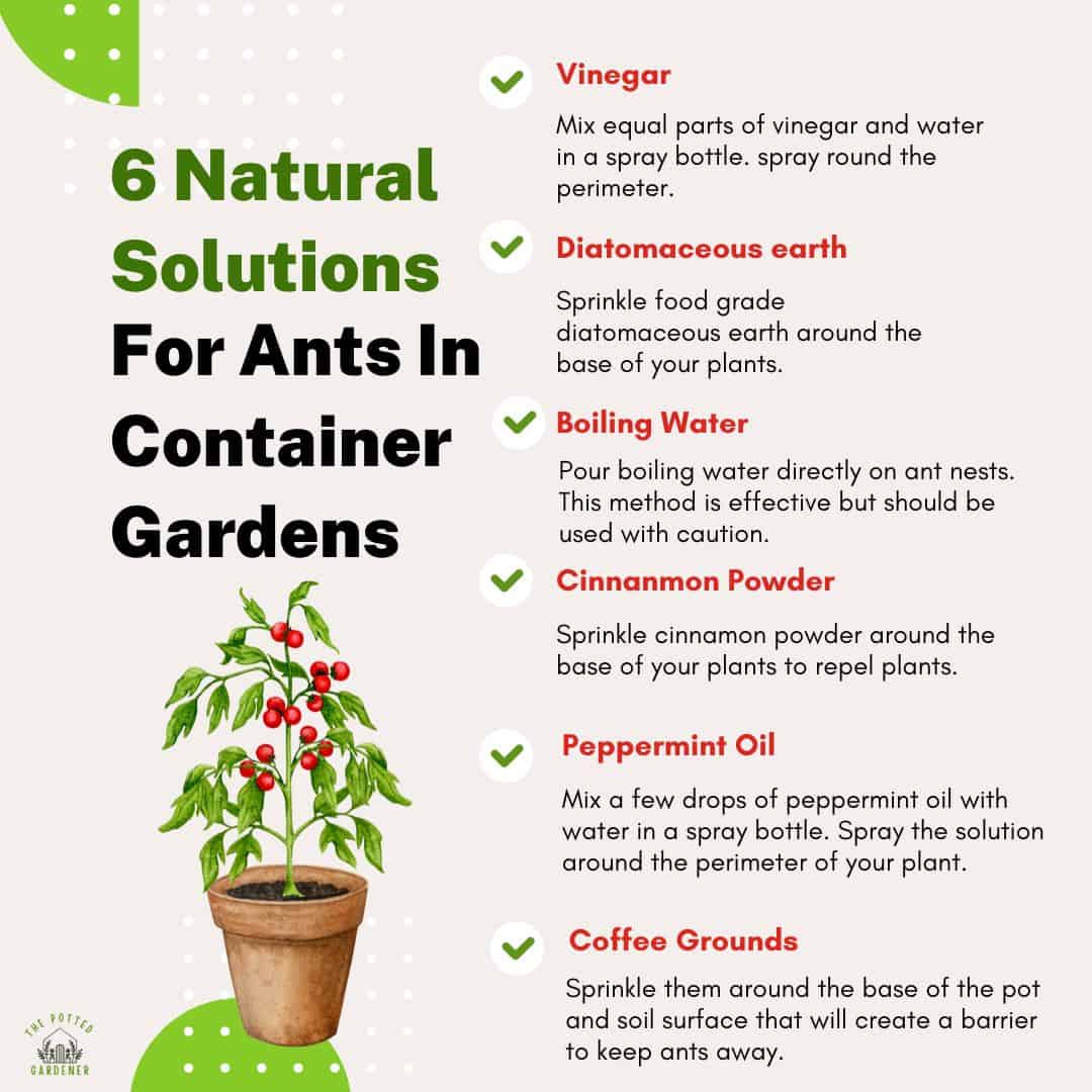 Ants in Container Garden: How to Get Rid of Them Naturally - The Potted ...