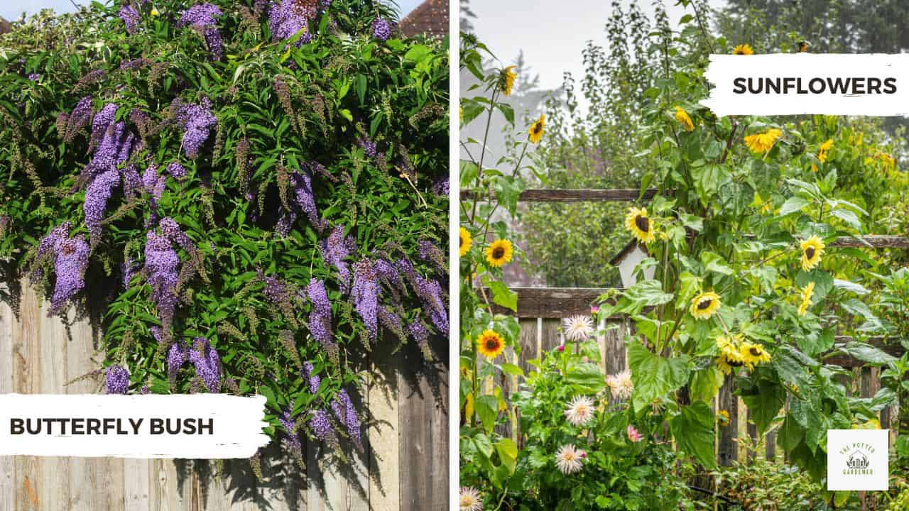 18 Best Tall Potted Plants For Privacy - The Potted Gardener