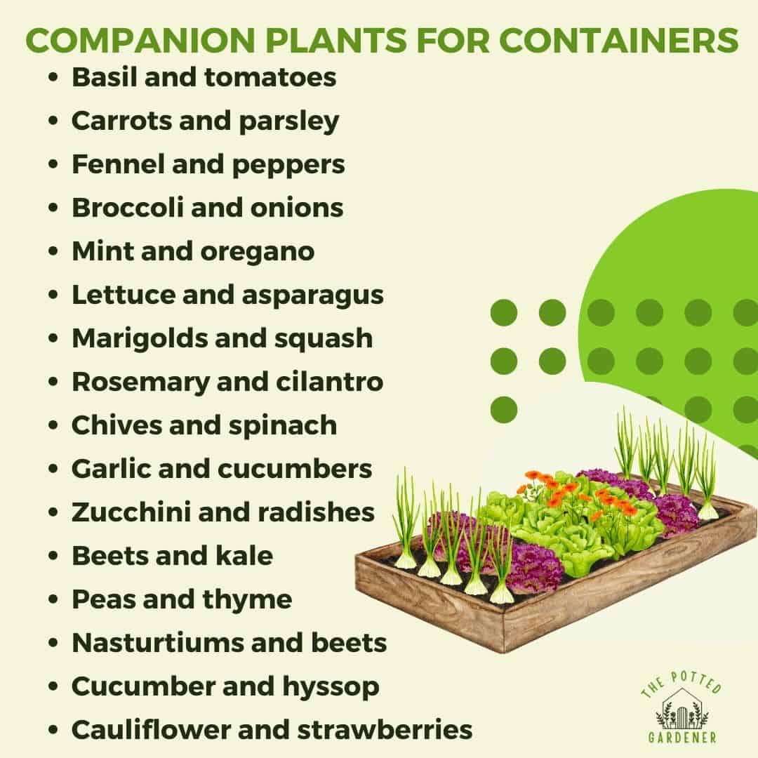 Easy Guide To Companion Planting In Containers - The Potted Gardener