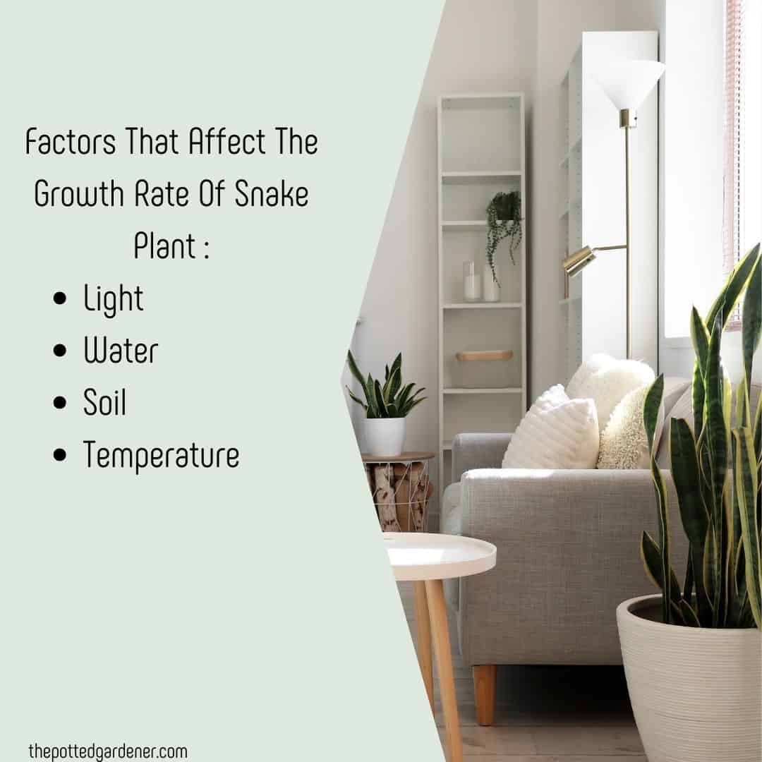How Fast Does A Snake Plant Grow? Growth Cycle Explained - The Potted ...