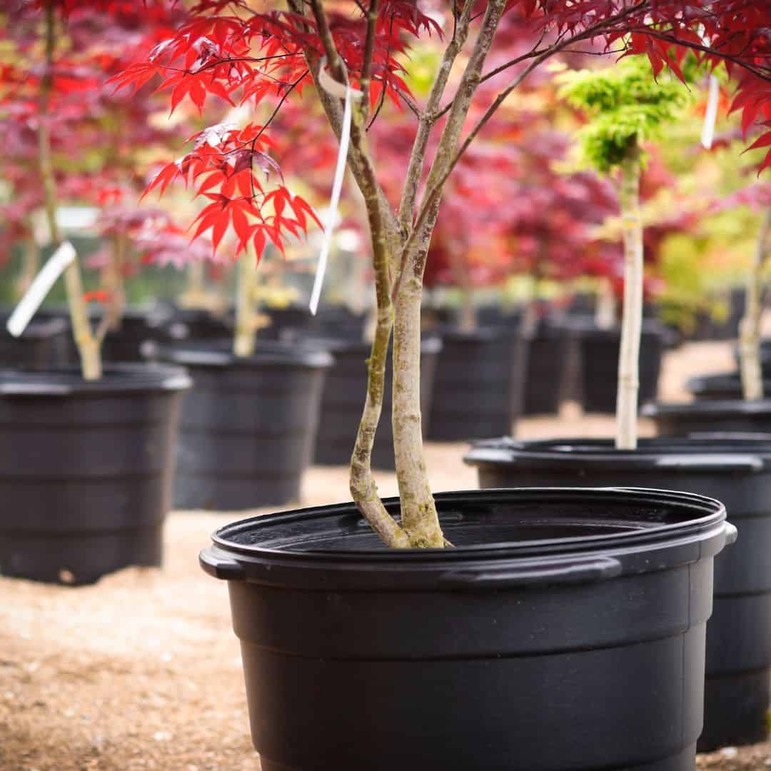 How To Grow A Healthy Japanese Maple In A Pot - The Potted Gardener