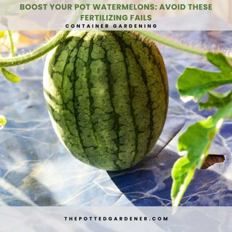 Fertilizing Watermelons In Pots - The Potted Gardener