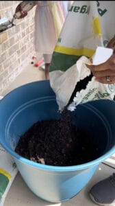 Blue Java Banana In A Pot: Growing A Ice Cream Banana Tree - The Potted ...