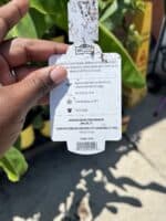 Blue Java Banana In A Pot: Growing A Ice Cream Banana Tree - The Potted ...