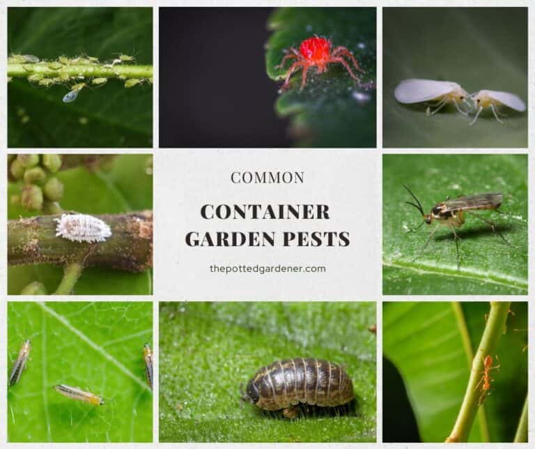Keep Your Container Garden Pest-Free: Common Pests to Watch Out For ...