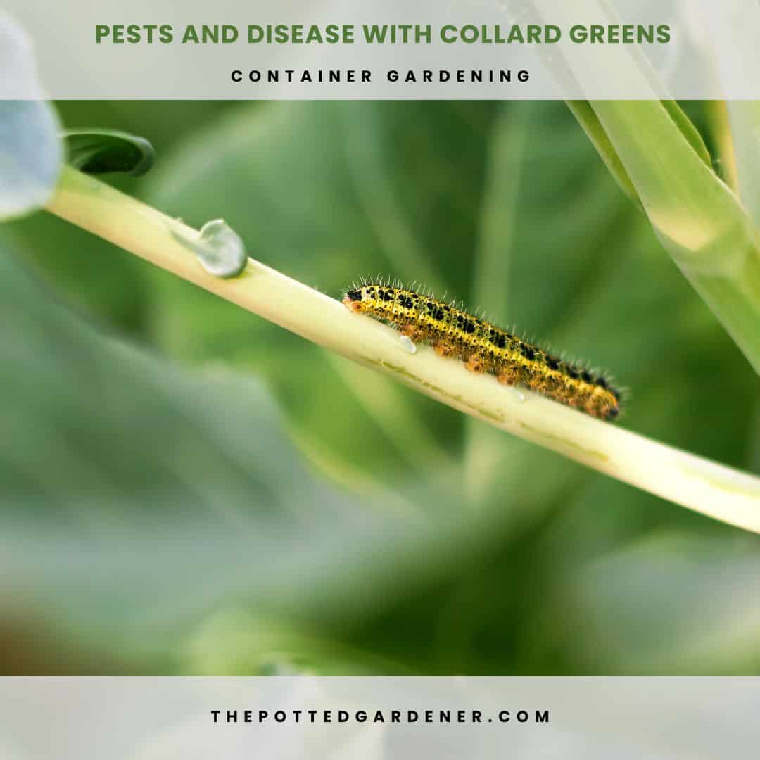 From Container to Plate: Growing Collard Greens In Containers - The ...