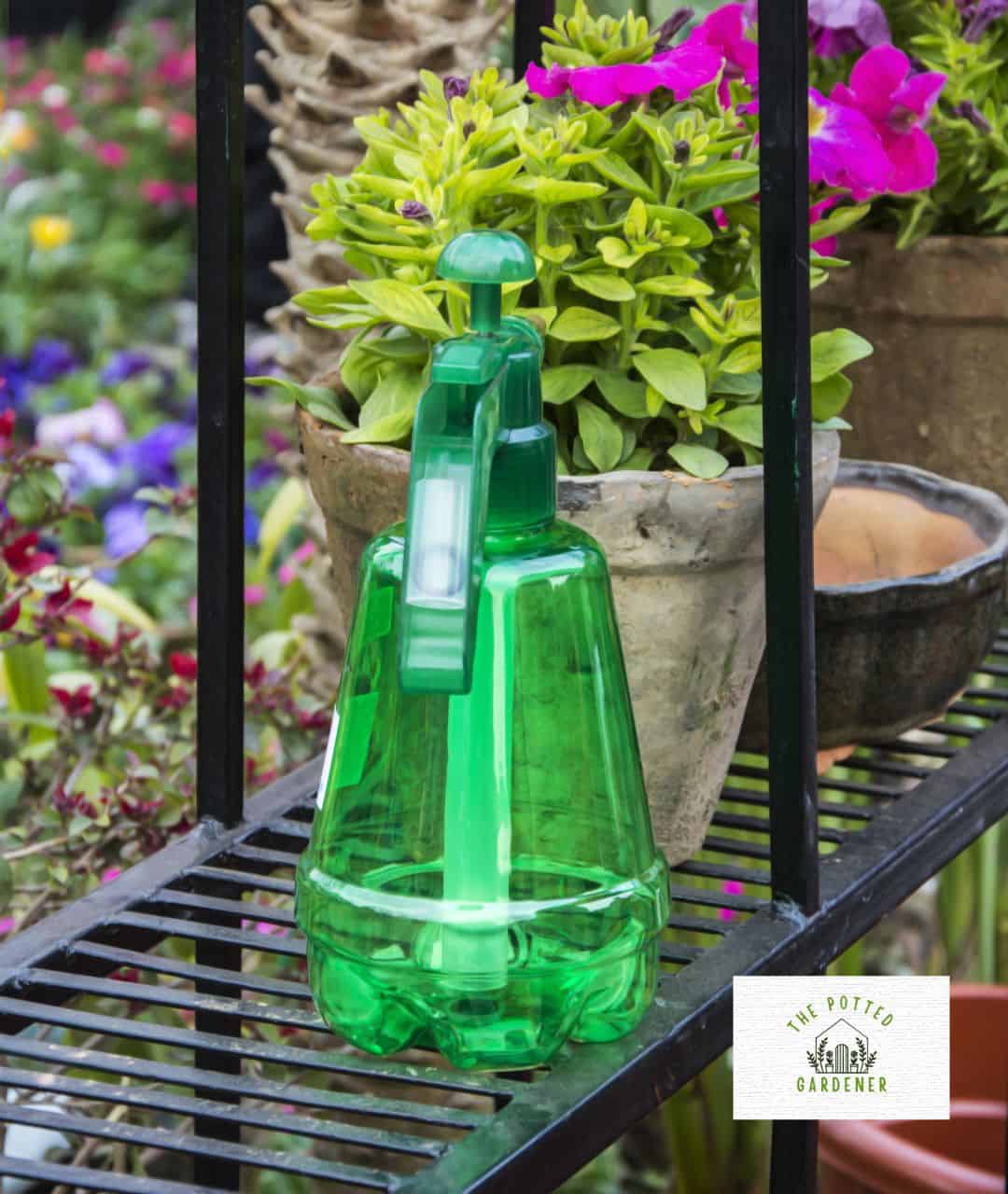 How To Get Rid Of Aphids In Container Gardens - The Potted Gardener