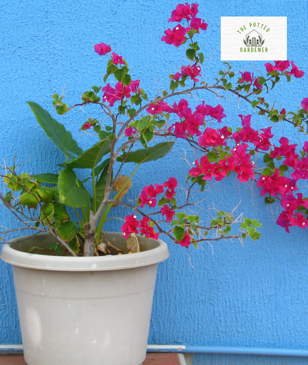 How to Grow Bougainvillea in Pots For Dazzling Blooms - The Potted Gardener