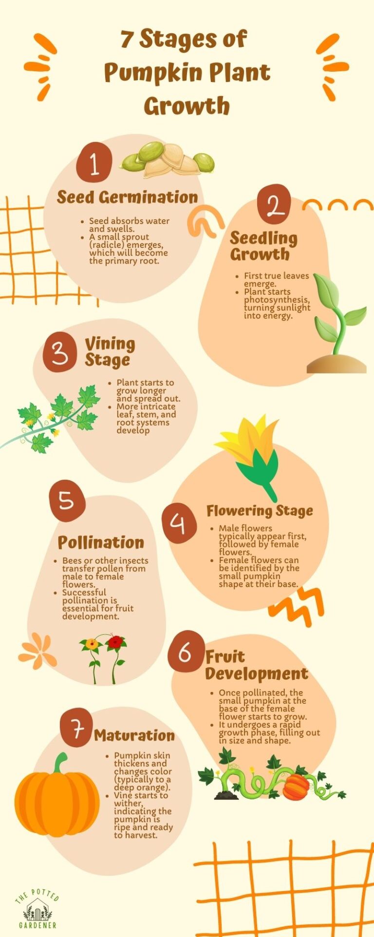 Pumpkin Plant Growth Stages: Your Ultimate Guide To A Bountiful Harvest ...