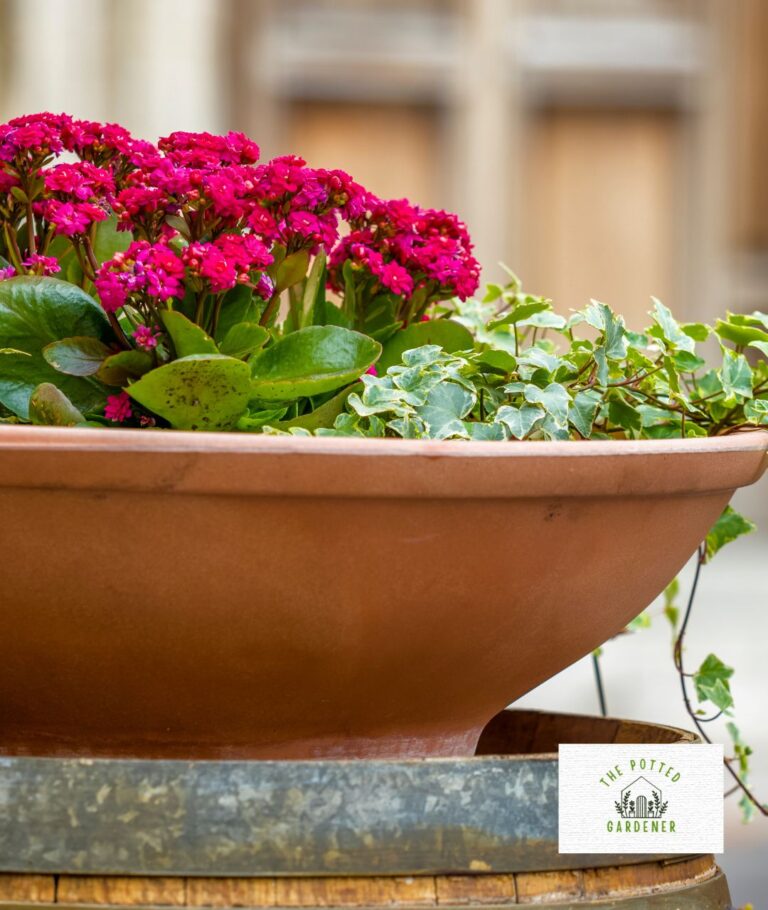 29 Best Plants For Shallow Pots That Grow Low Maintenance - The Potted ...
