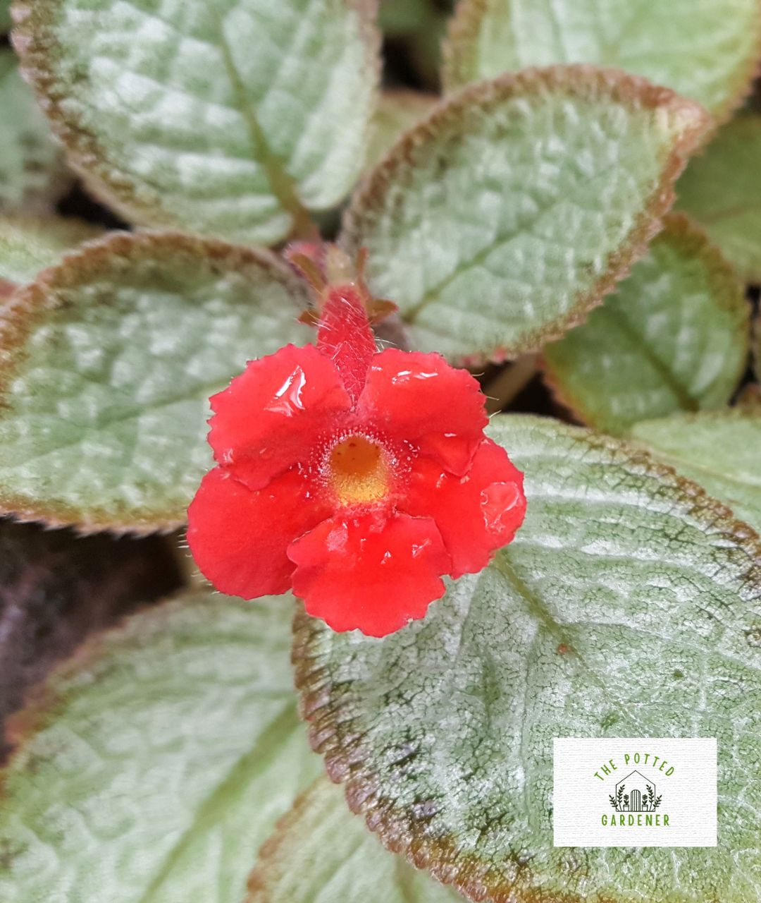 29 Best Plants For Shallow Pots That Grow Low Maintenance - The Potted ...