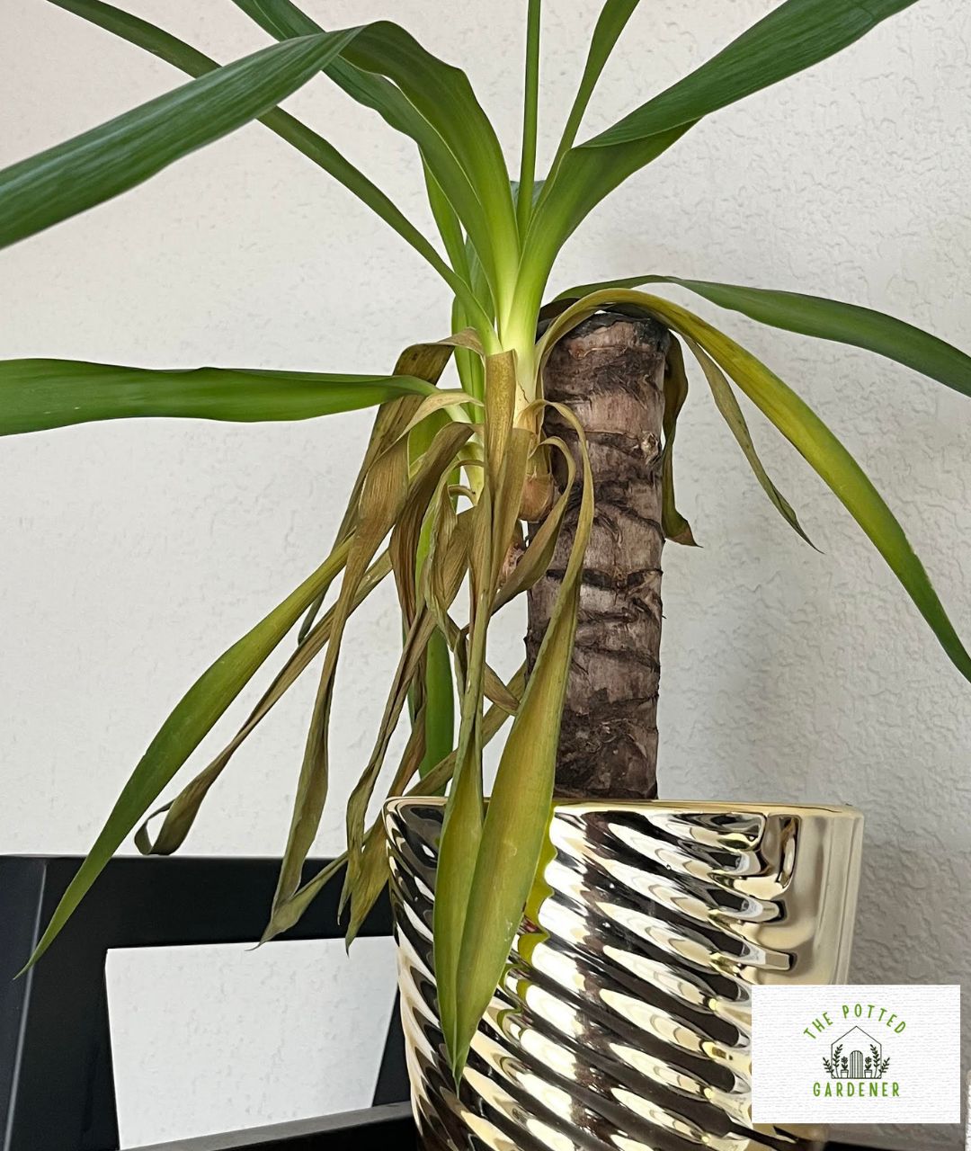 Yucca Plant Dying? How to Spot and Care for Yellow Leaves - The Potted ...