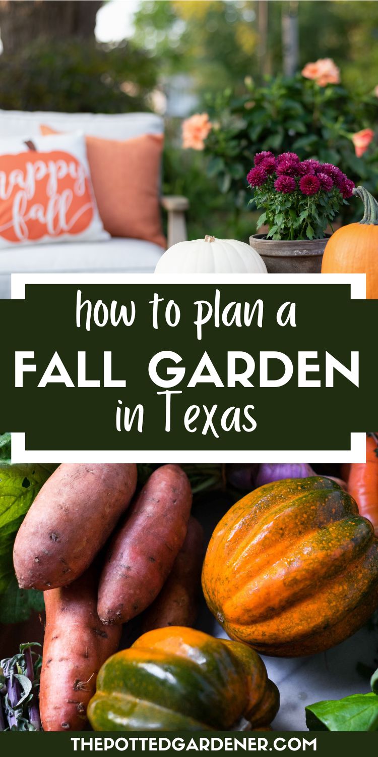 Start Your Fall Garden in Texas: Time and Planting Guide - The Potted ...