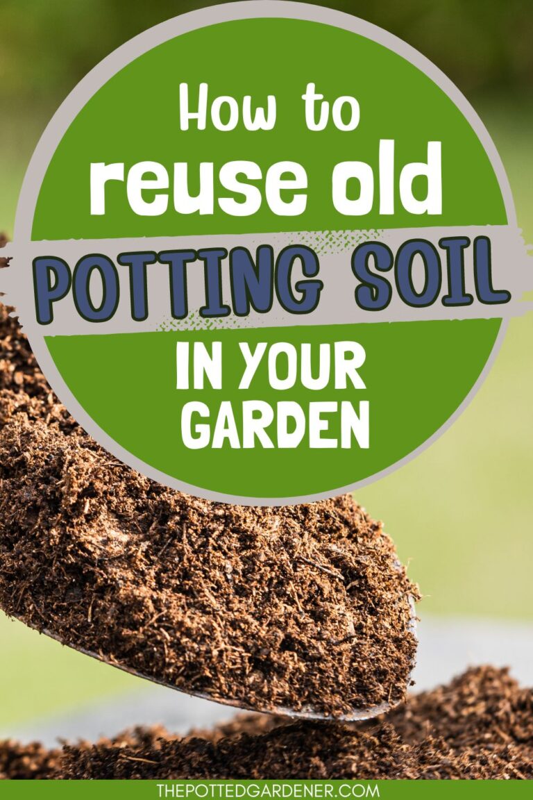 Can You Reuse Container Soil? (When To reuse vs Refresh) - The Potted Gardener