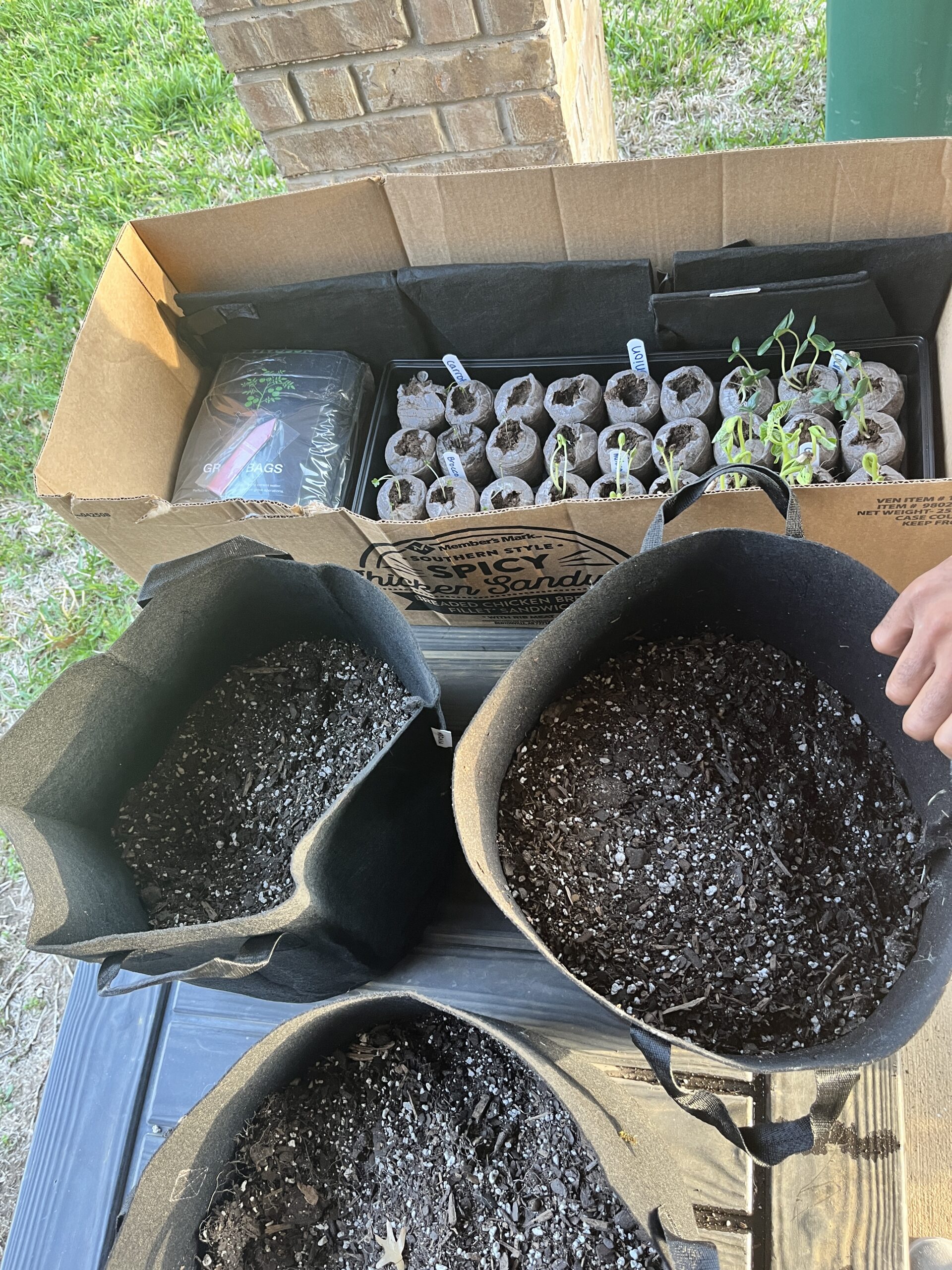 Seed Starting Made Easy: My Honest Review of the Jiffy Greenhouse Kit ...